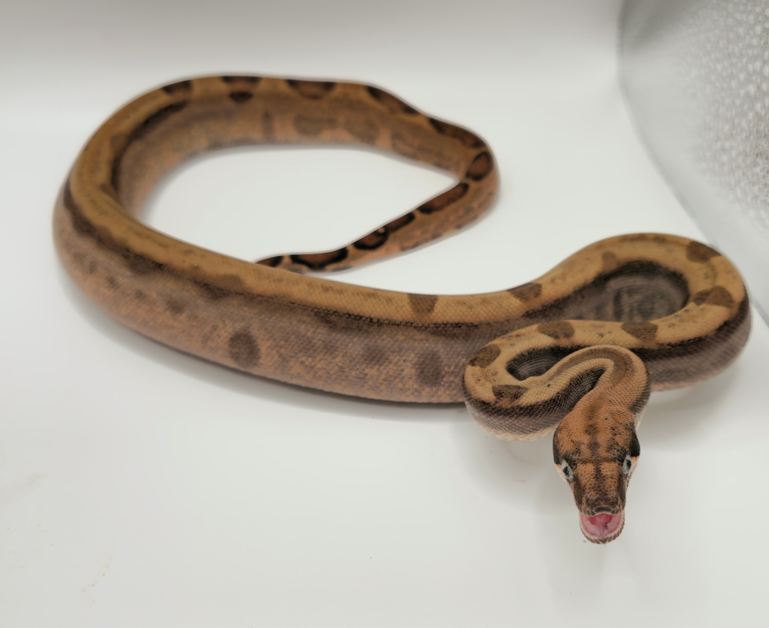 Fire Motley Het Red Dragon Boa Constrictor by Boalicious boaz - MorphMarket