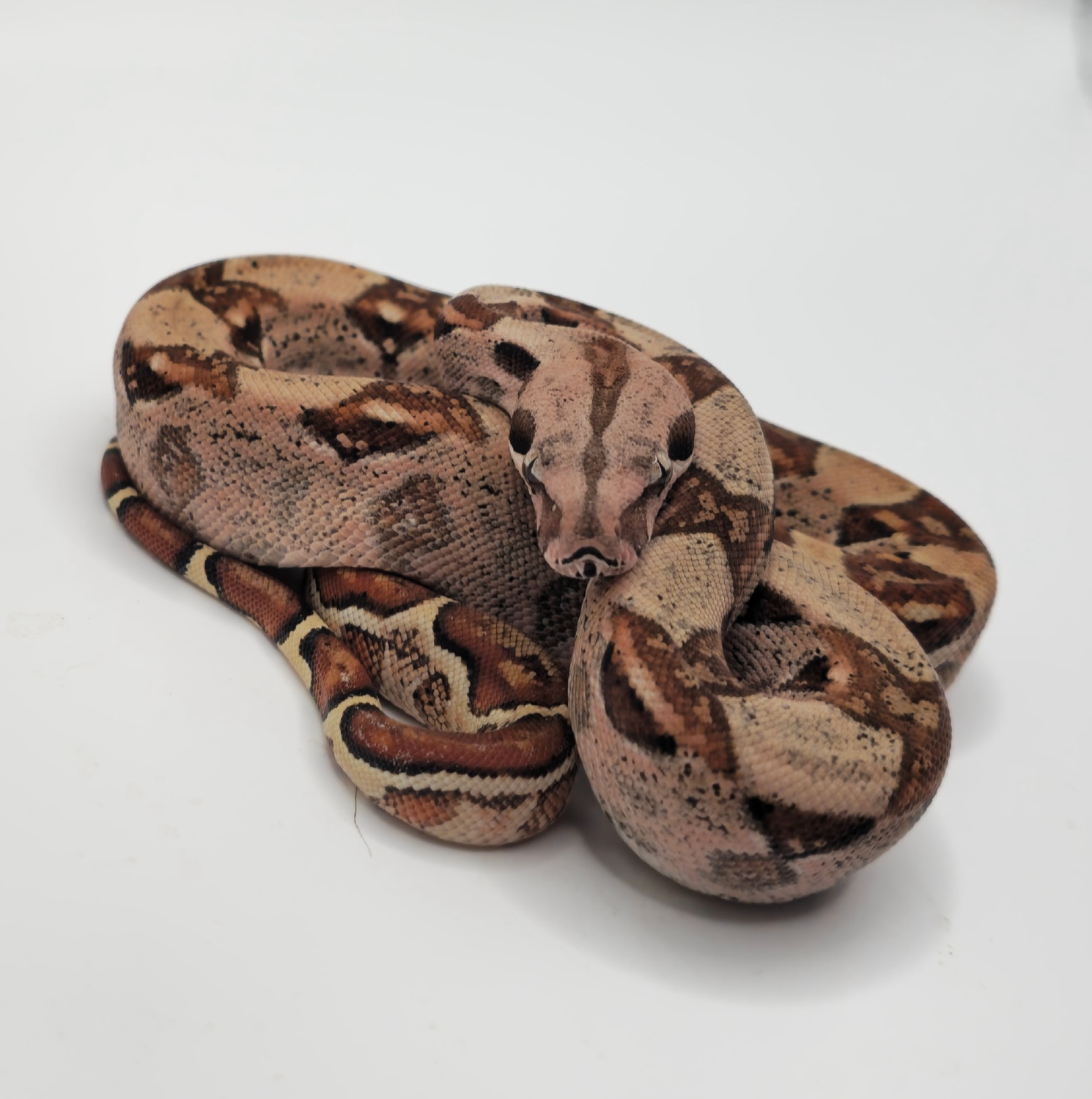 Hypo Purple Pastel Het Sharp Het Superstripe Boa Constrictor by ...