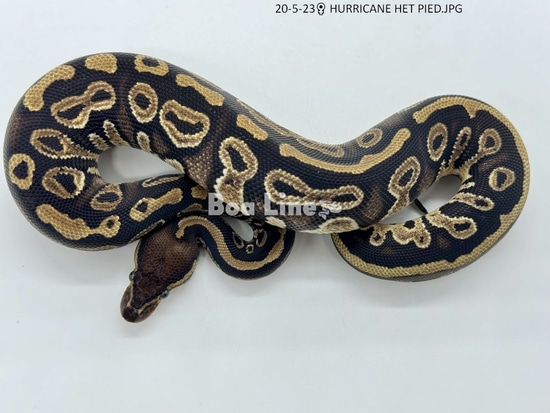 20-5-23♀ Hurricane Het Pied Ball Python by Boaline di Enrico Marconato