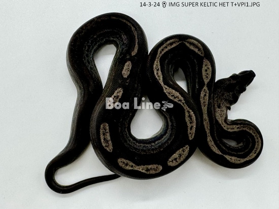 14-3-24 ♀ Img Super Keltic Het T+vpi Boa Constrictor by Boaline di ...