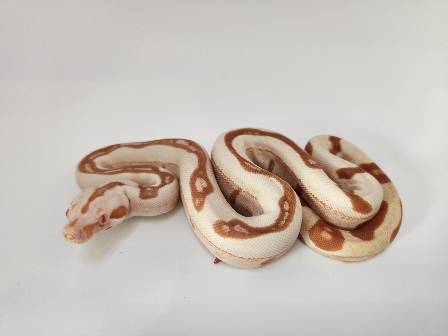 1.0 Sharp Junglow 100% Het Snow Boa Constrictor by Extrem Selective ...