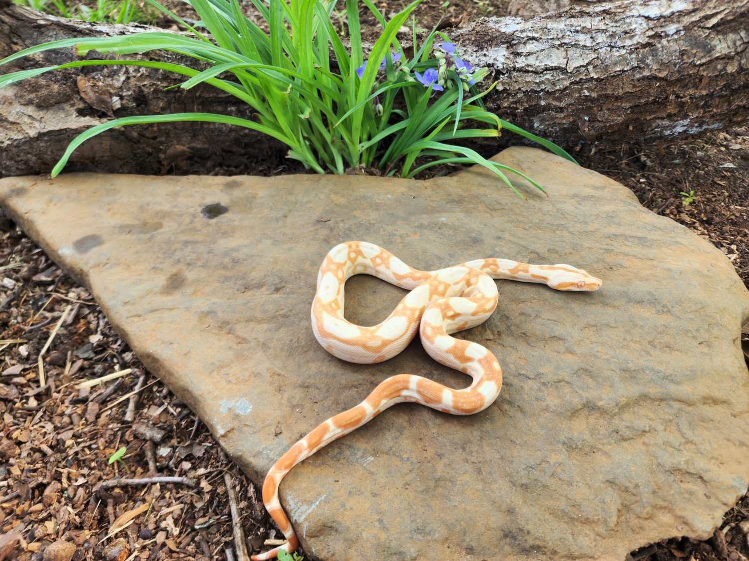 IMG Sharp Sunglow Het Snow Boa Constrictor by Extrem Selective Breeding ...