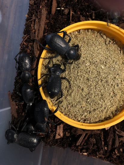Black Death Feigning Beetles Other Invertebrate by Extreme Exotic Reptiles