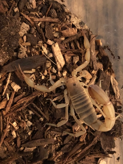 Striped Tail Scorpions by Extreme Exotic Reptiles