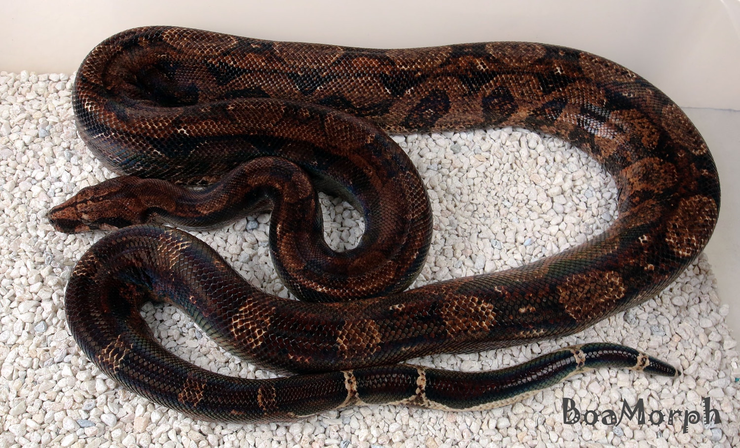 Blood Het Type 2 Anery (Pewter) Boa Constrictor by BoaMorph - MorphMarket