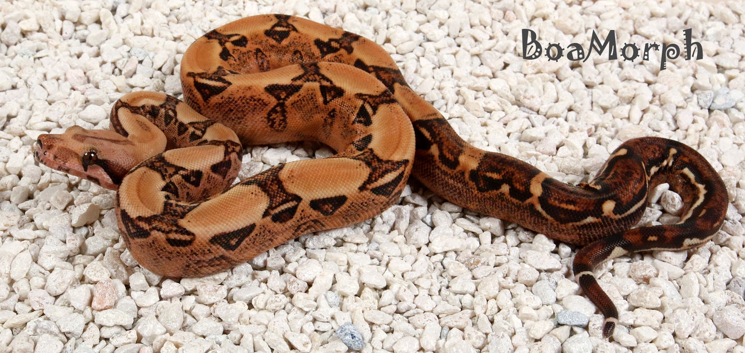 Blood Boa Constrictor by BoaMorph - MorphMarket