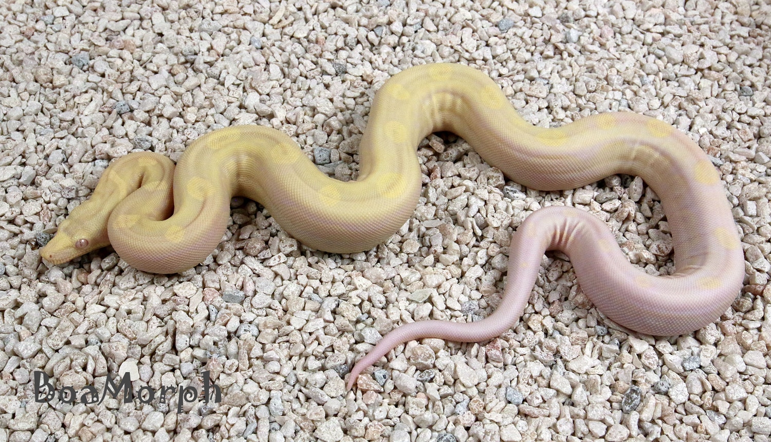 IMG Snow RLT Motley Boa Constrictor by BoaMorph - MorphMarket