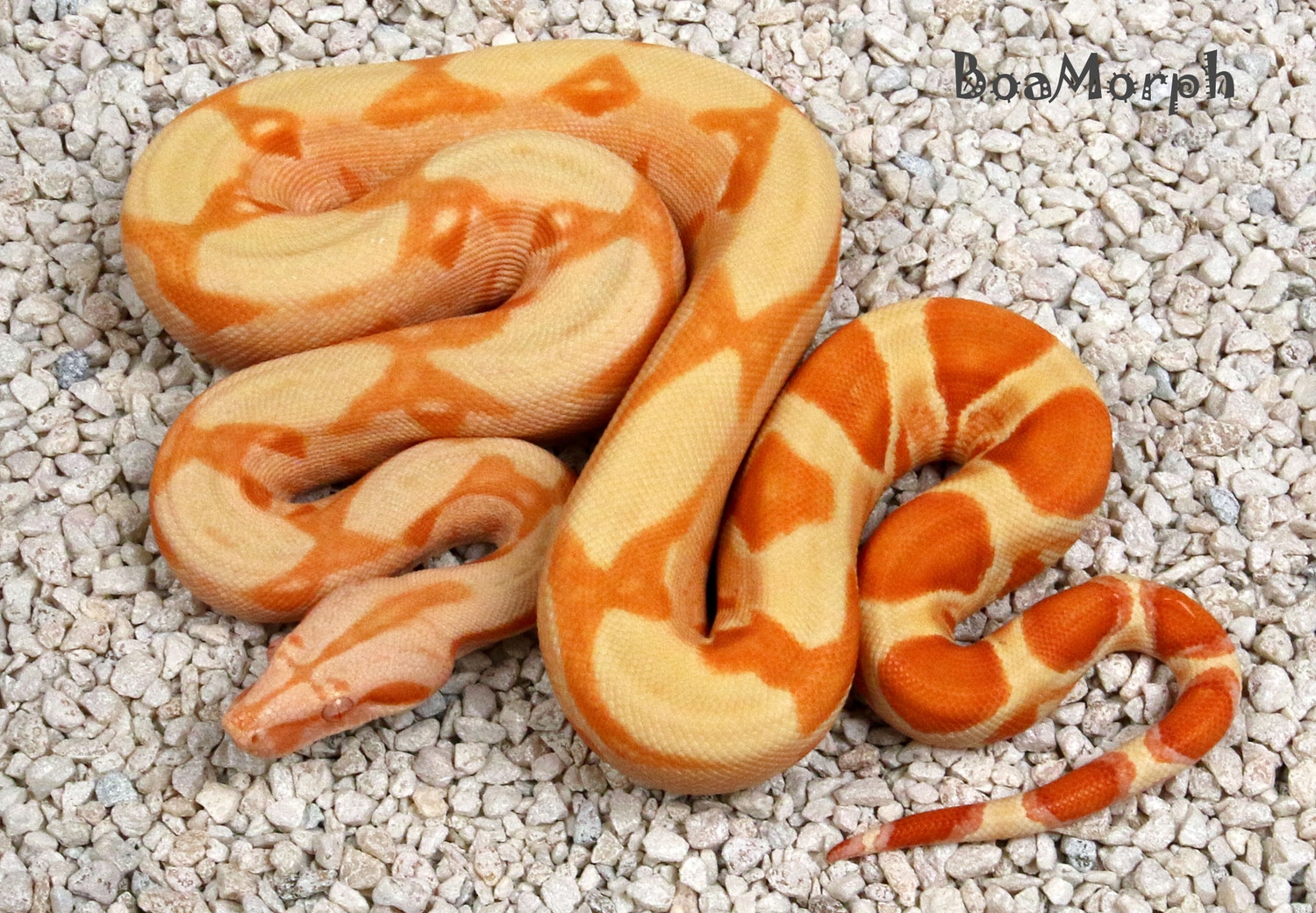 Sharp Sunglow Het Blizzard Boa Constrictor by BoaMorph - MorphMarket