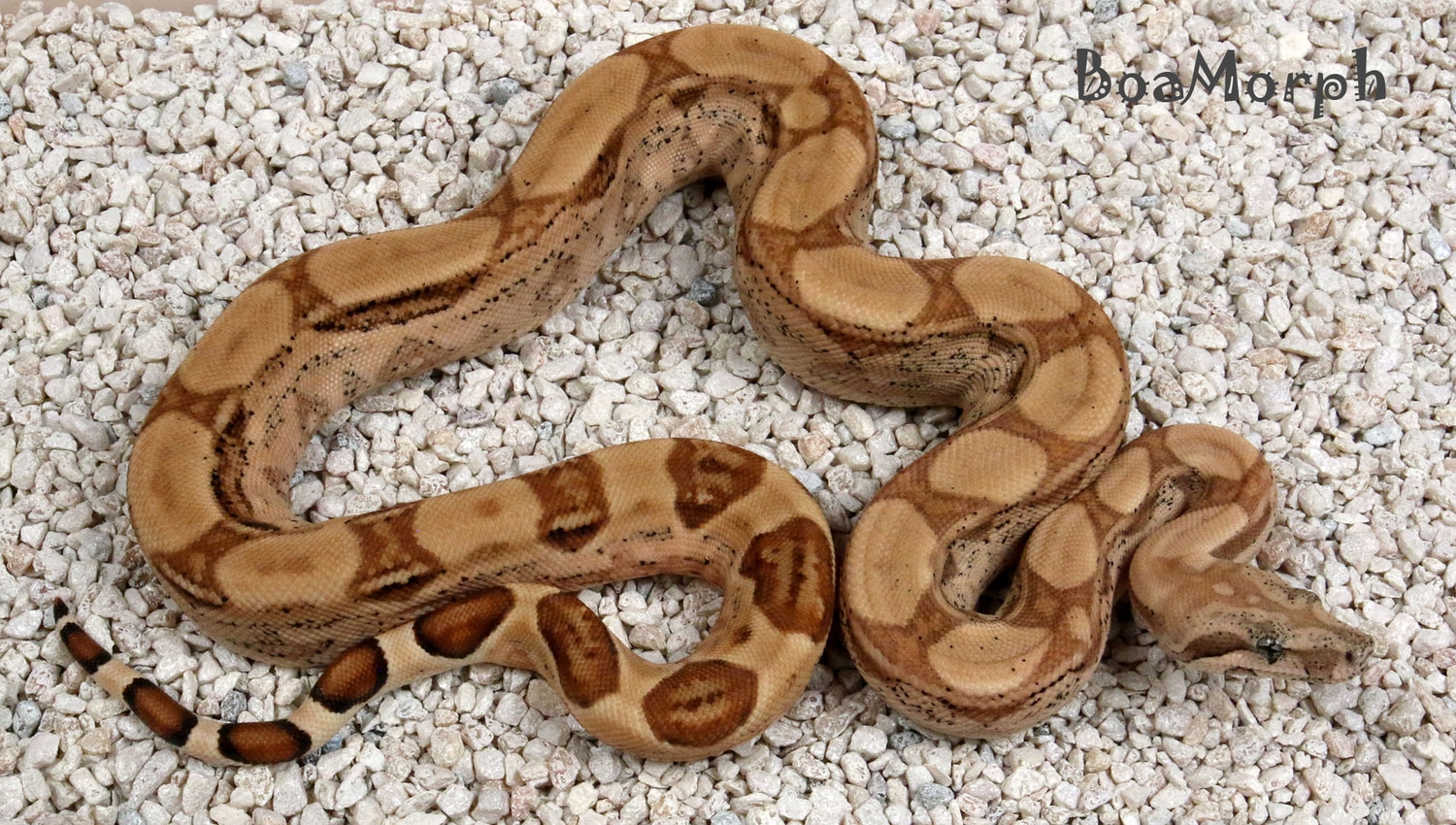 SALE! Hypo Arabesque DH Sharp Blizzard Boa Constrictor by BoaMorph ...