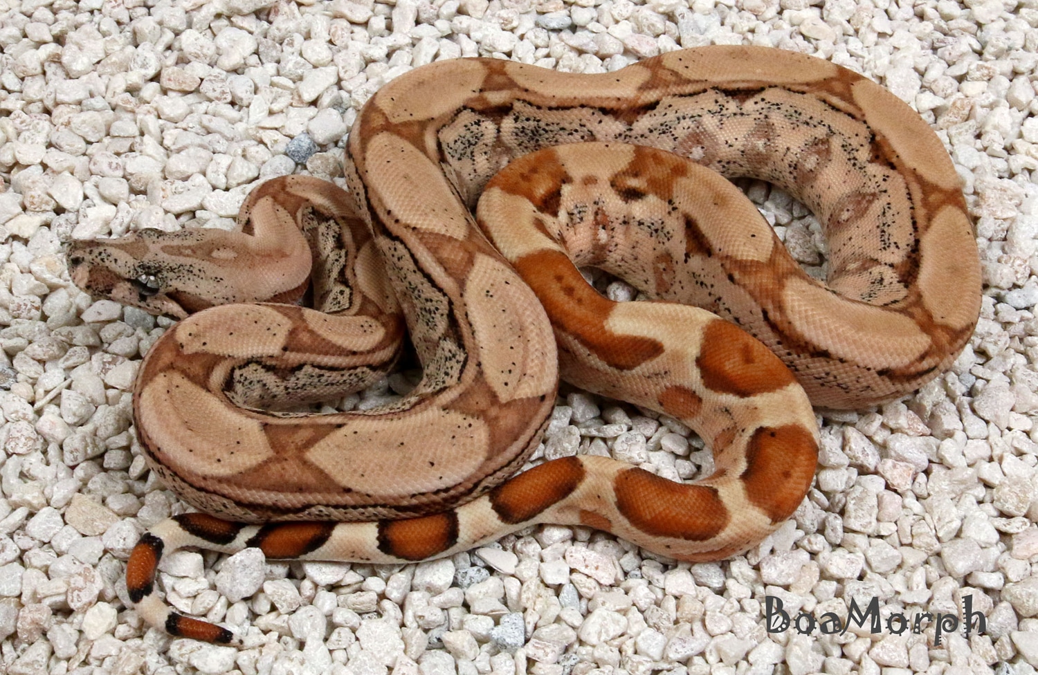 SALE! Hypo Arabesque DH Sharp Blizzard Boa Constrictor by BoaMorph ...