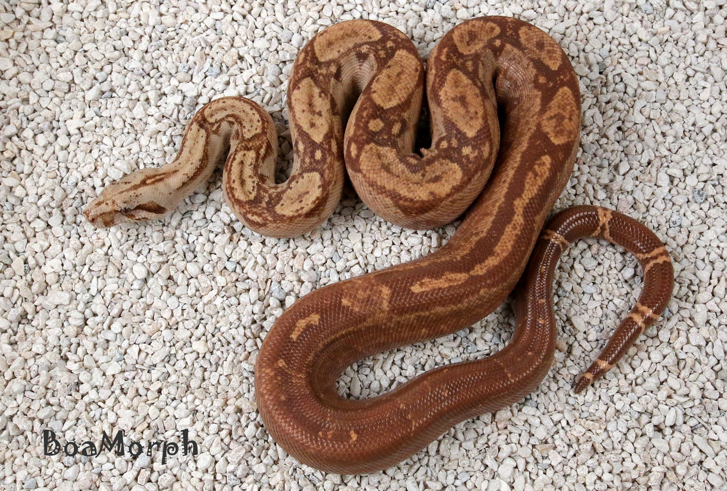 BoaMorph's Collection - MorphMarket