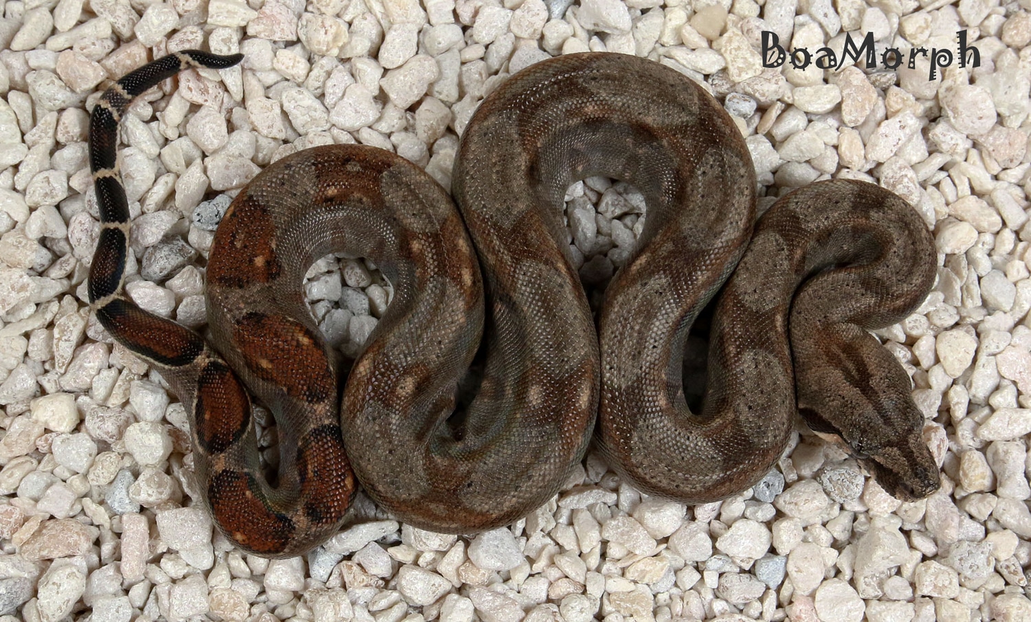 Onyx DH Honduran T+/RDR-BEA Boa Constrictor by BoaMorph - MorphMarket