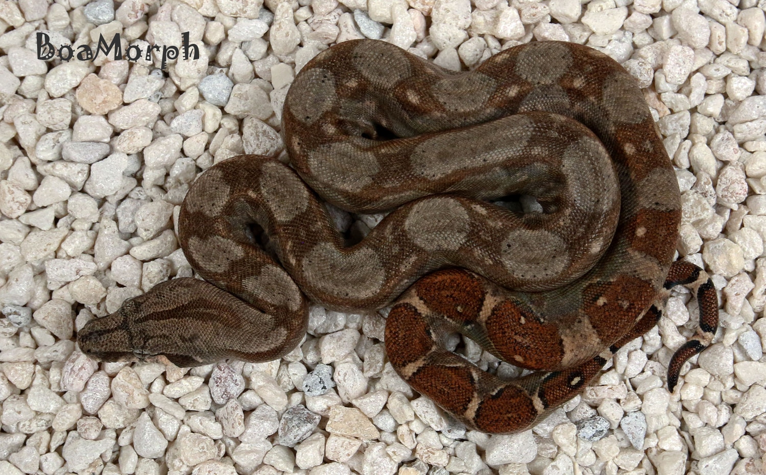 DH Honduran T+/RDR-BEA Boa Constrictor by BoaMorph - MorphMarket
