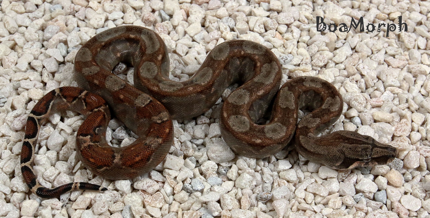 DH Honduran T+/RDR-BEA Boa Constrictor by BoaMorph - MorphMarket