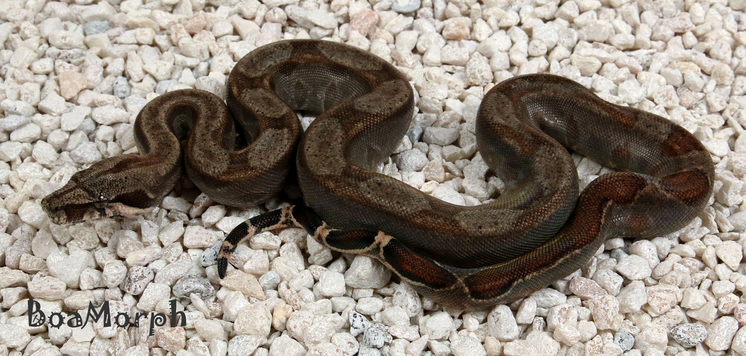 Onyx DH Honduran T+/RDR-BEA Boa Constrictor by BoaMorph - MorphMarket