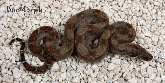 Poss Onyx DH Honduran T+/RDR-BEA Boa Constrictor by BoaMorph