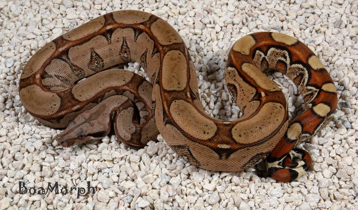 SALE! Lipstick-Line RLT Poss Jungle, Het Kahl Snow Boa Constrictor by ...