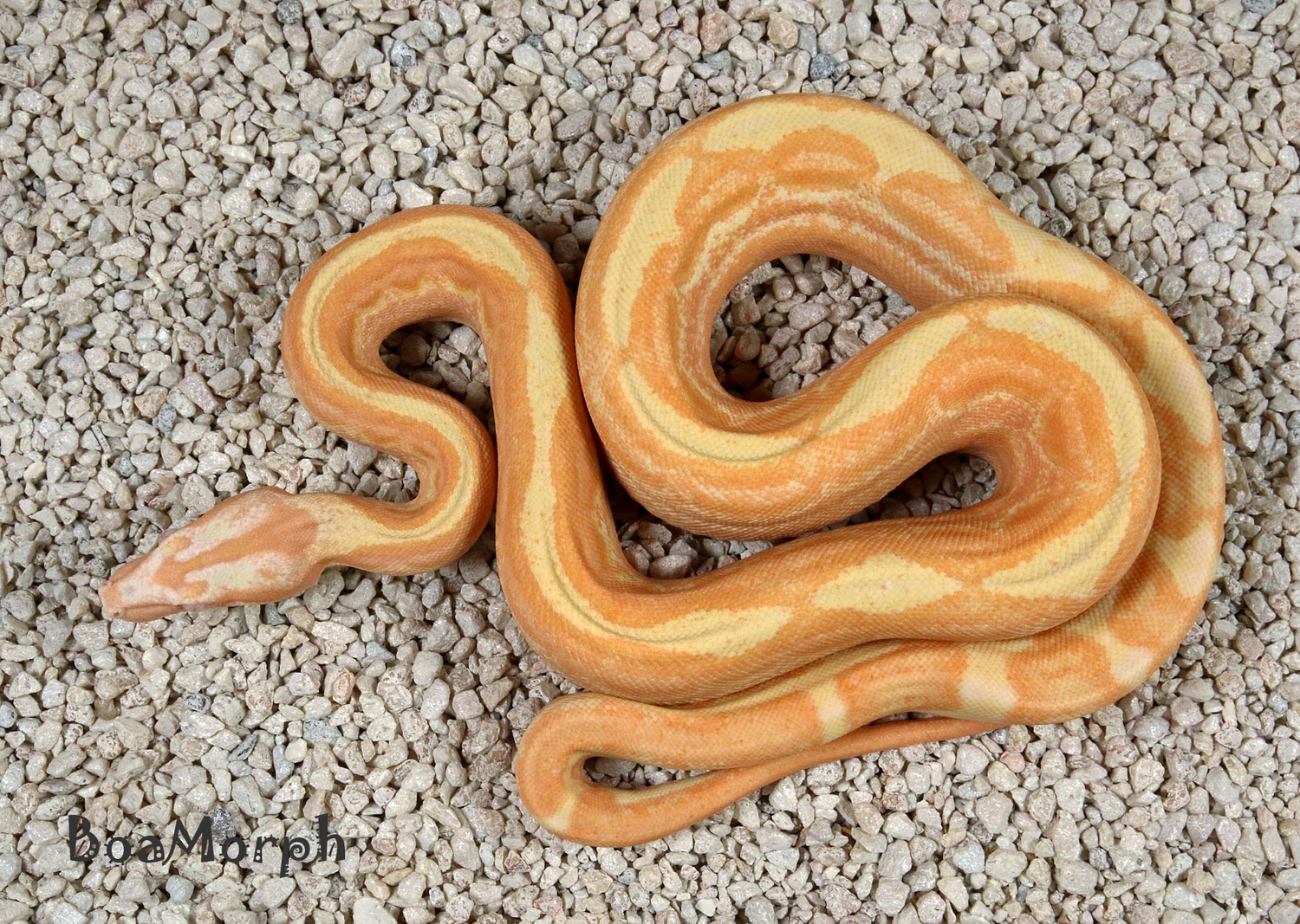 IMG Lipstick-Line Sunglow Motley Poss Jungle Het Anery Boa Constrictor ...