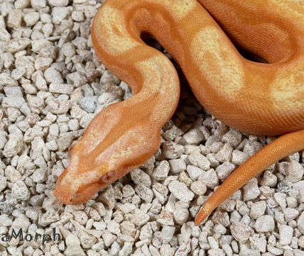 Sunglow Arabesque Double-het Blood/Type 1 Anery Boa Constrictor by ...