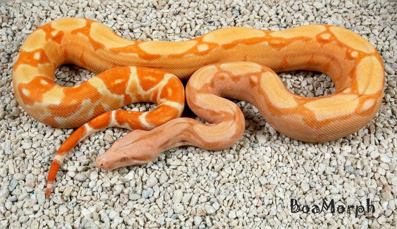 Sunglow Arabesque Double-het Blood/Type 1 Anery Boa Constrictor by ...