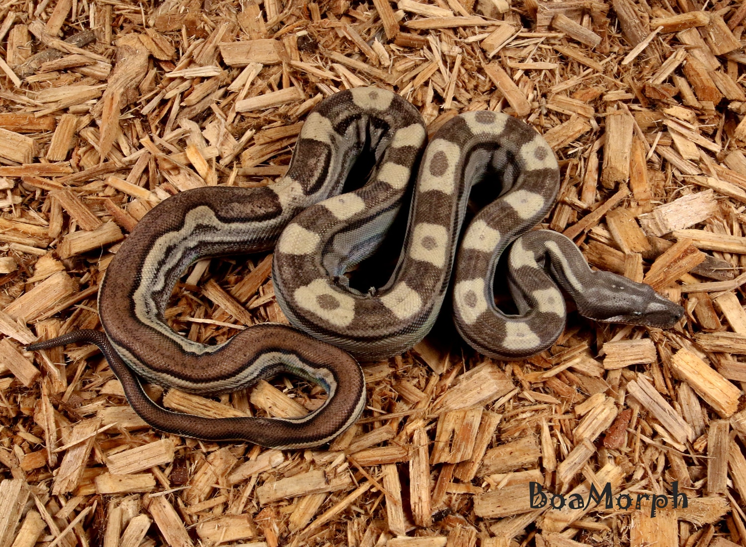 Motley Jungle, 66% Het Blood/Albino (Red Dragon) Boa Constrictor by ...