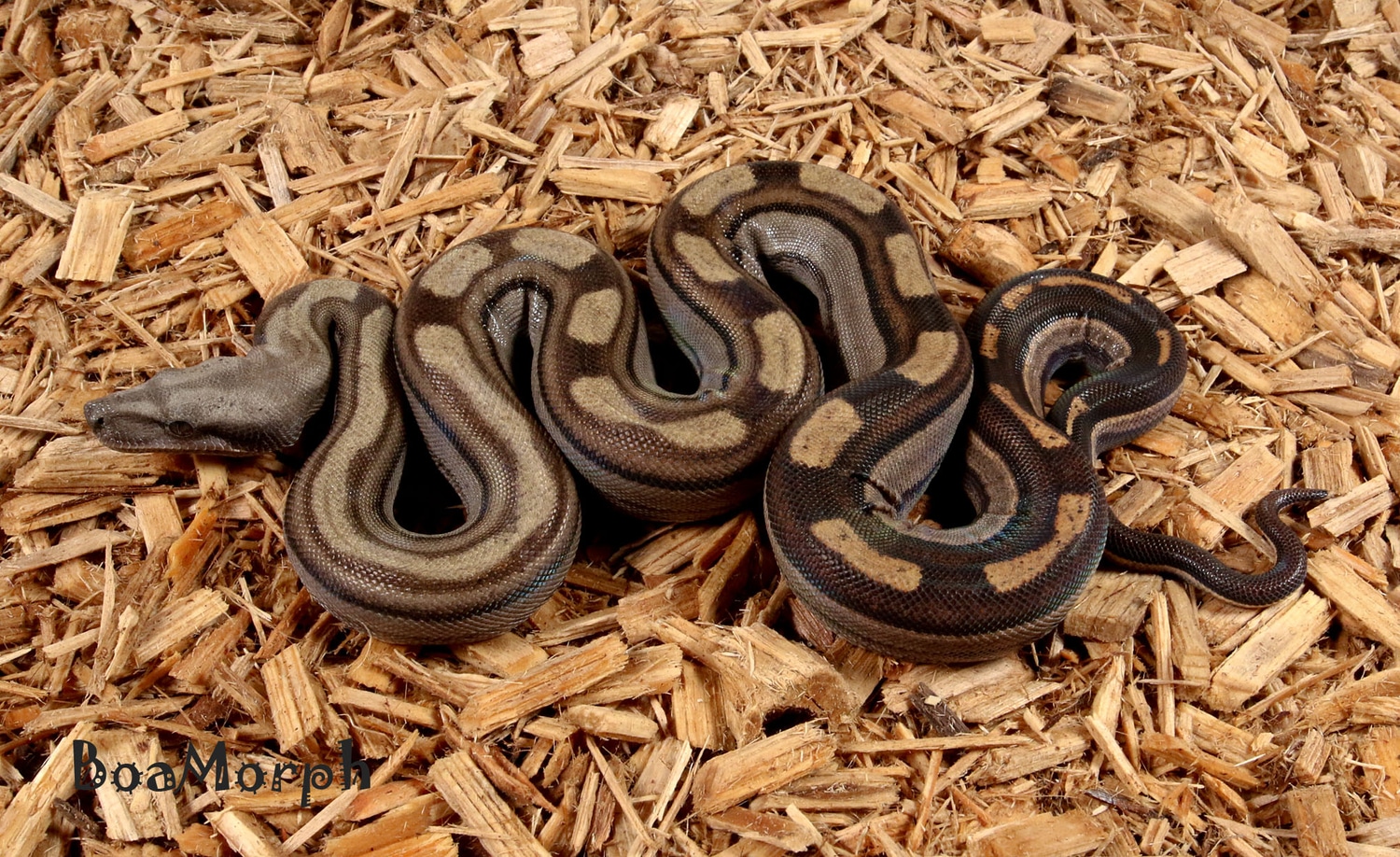 Motley RLT Poss Jungle, 66% Het Blood/Albino (Red Dragon) Boa ...