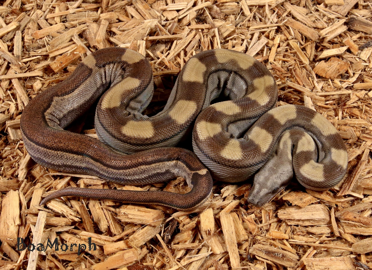 Motley Jungle, 66% Het Blood/Albino (Red Dragon) Boa Constrictor by ...