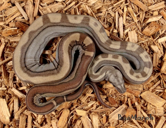 Motley Jungle RLT, 66% Het Blood/Albino (Red Dragon) Boa Constrictor by ...