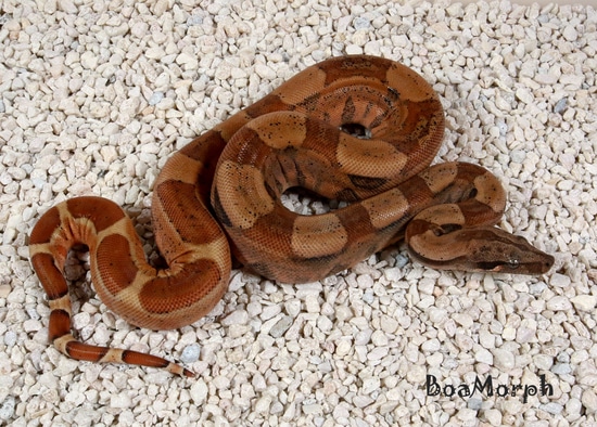 Hypo RLT Jungle, 66% Het Blood/Albino (Sun Dragon) Boa Constrictor by ...