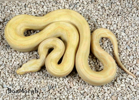 Lipstick-Line Albino Motley Het Snow Boa Constrictor by BoaMorph