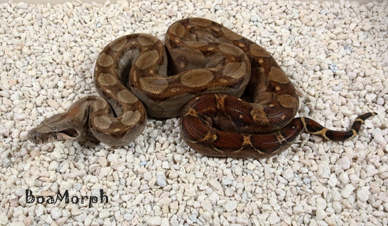 DH Honduran T+/RDR-BEA Boa Constrictor by BoaMorph