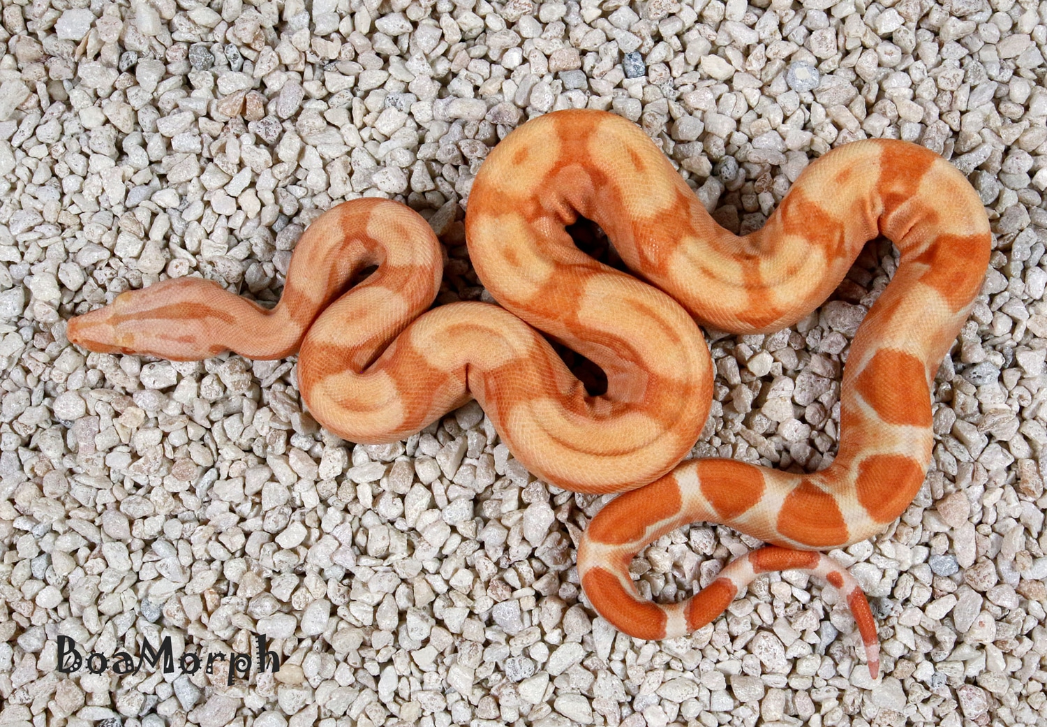 Sunglow RLT Poss Jungle 66% Het Blood Boa Constrictor by BoaMorph ...