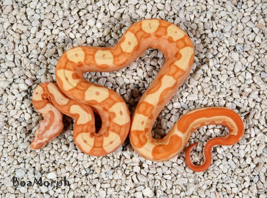 IMG Groovy Coral Sunglow Motley Boa Constrictor by BoaMorph