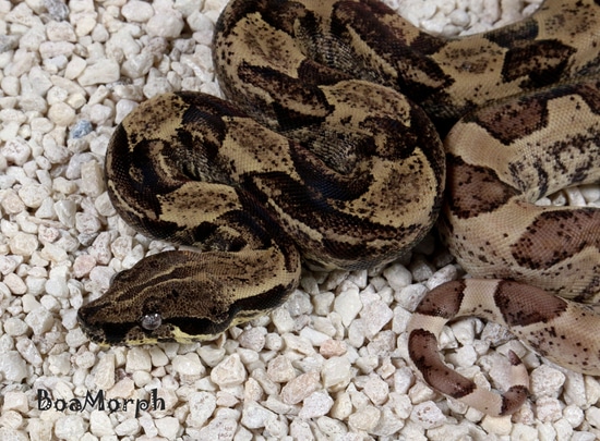 IMG Super Ghost ParaHet Boa Constrictor by BoaMorph