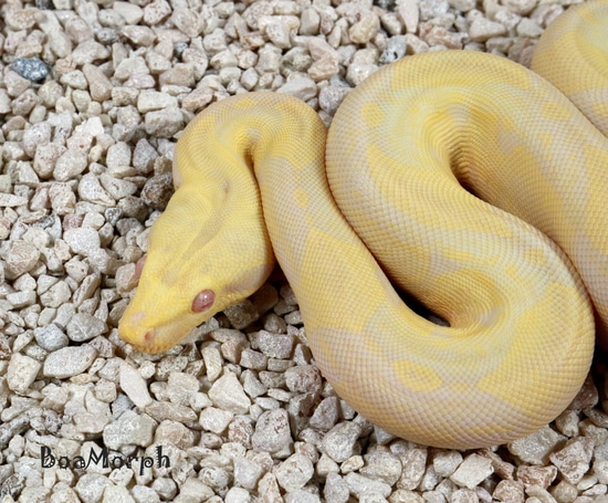 IMG Sharp Snow(Glow?), Poss Super Hypo Boa Constrictor by BoaMorph
