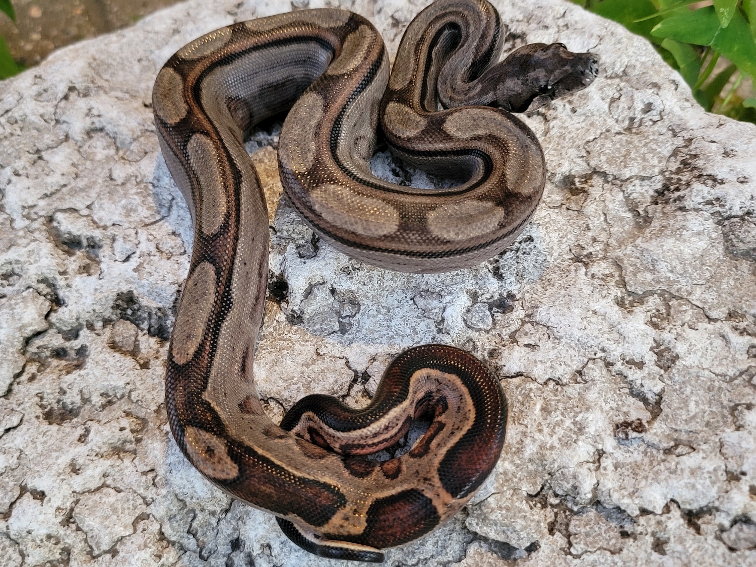 Motley Triple Het Leopard Blood And Albino Boa Constrictor by Boa ...