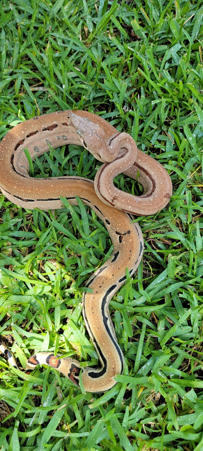 Scoria Het Albino Boa Constrictor by Boa Overdose - MorphMarket
