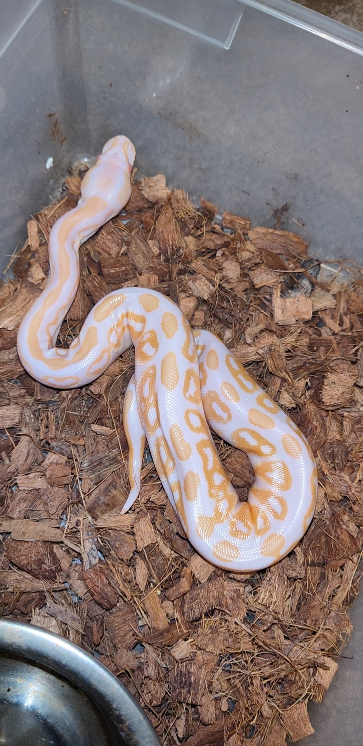 Black Pastel Albino Ball Python by Board Room Reptiles - MorphMarket
