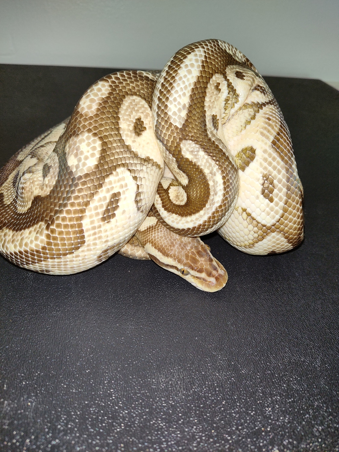 Butter Lesser Het Clown Ball Python by Board Room Reptiles - MorphMarket