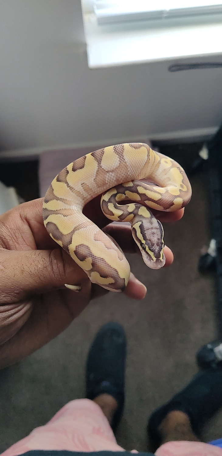 Enchi Lesser Yellowbelly Male Ball Python by Board Room Reptiles ...