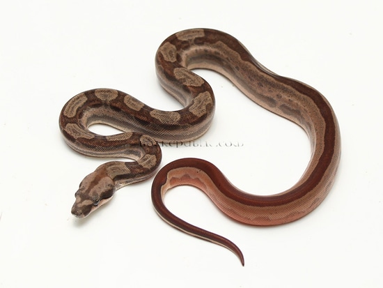 2017 Hypo Motley Boa 100% Het Sharp B17HMHSM2 Boa Constrictor by Boa ...
