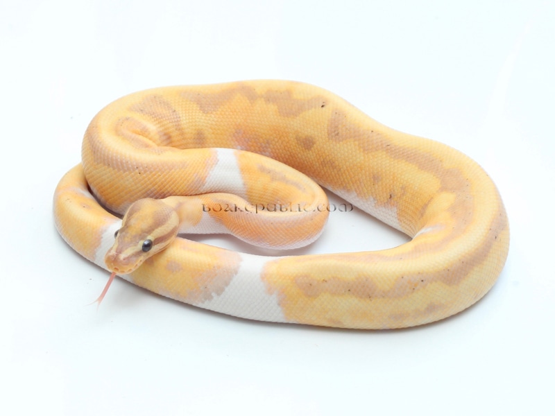 Orange Dream Banana Pied Ball Python by Boa Republic - MorphMarket