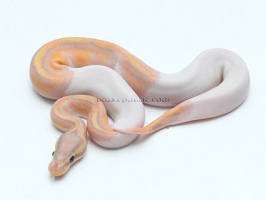 Poss Orange Dream Banana Pied Ball Python by Boa Republic