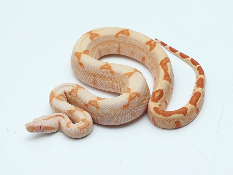 Super Sharp Sunglow Boa Constrictor by Boa Republic - MorphMarket