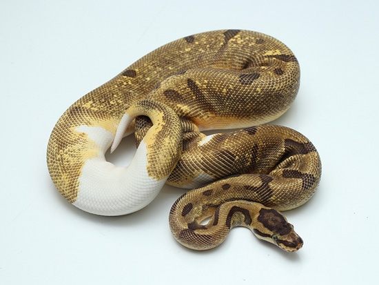 Enchi Pied, Poss Super Enchi, Poss Orange Dream Ball Python by Boa Republic