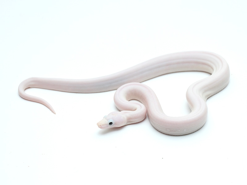 Super Fire Boa Constrictor by Boa Republic - MorphMarket