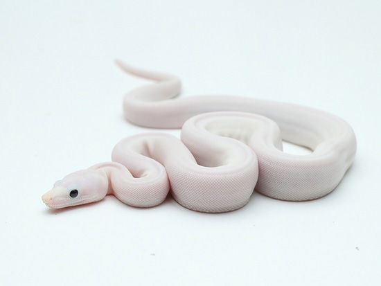 Super Fire Princess Diamond Leucistic Boa Constrictor by Boa Republic