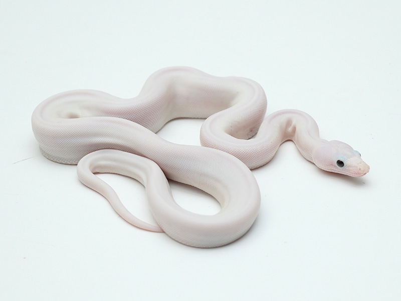 Super Fire Emperor Diamond Leucistic Boa Constrictor by Boa Republic ...