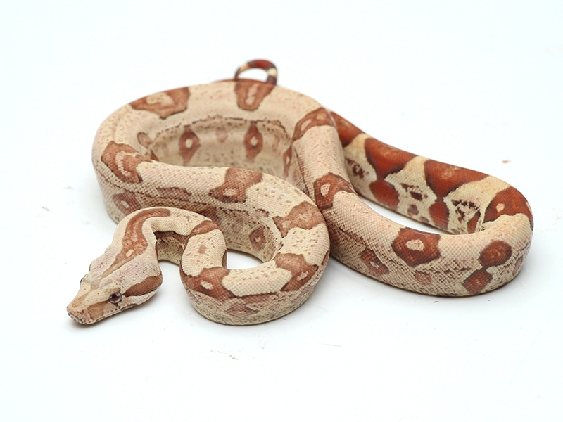 VPI T+ Albino Jungle Boa Constrictor by Boa Republic - MorphMarket