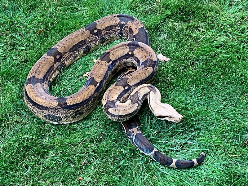 Fire Boa Constrictor by Boa Republic - MorphMarket